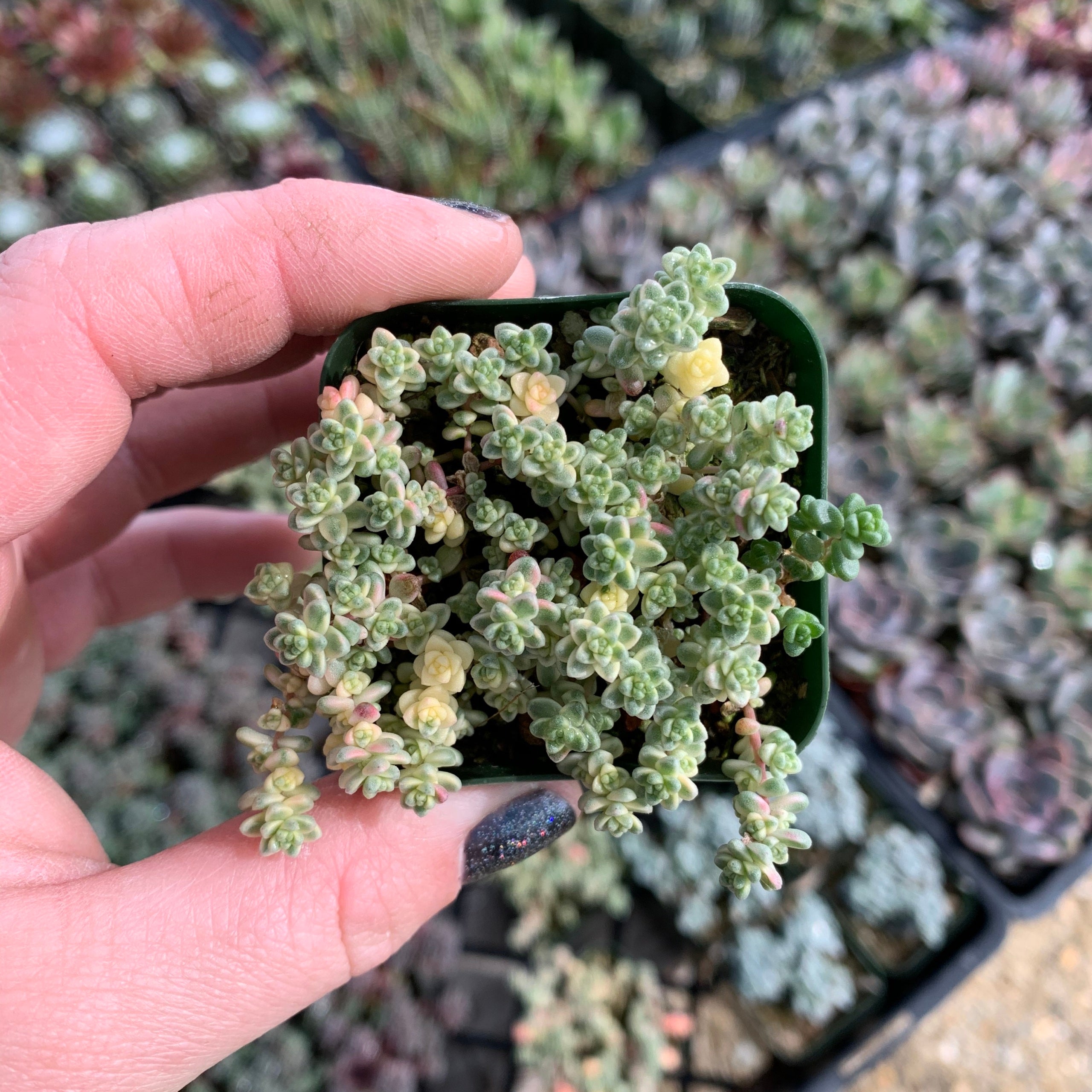 Sedum Little Missy Variegated | Star Succulent Nursery