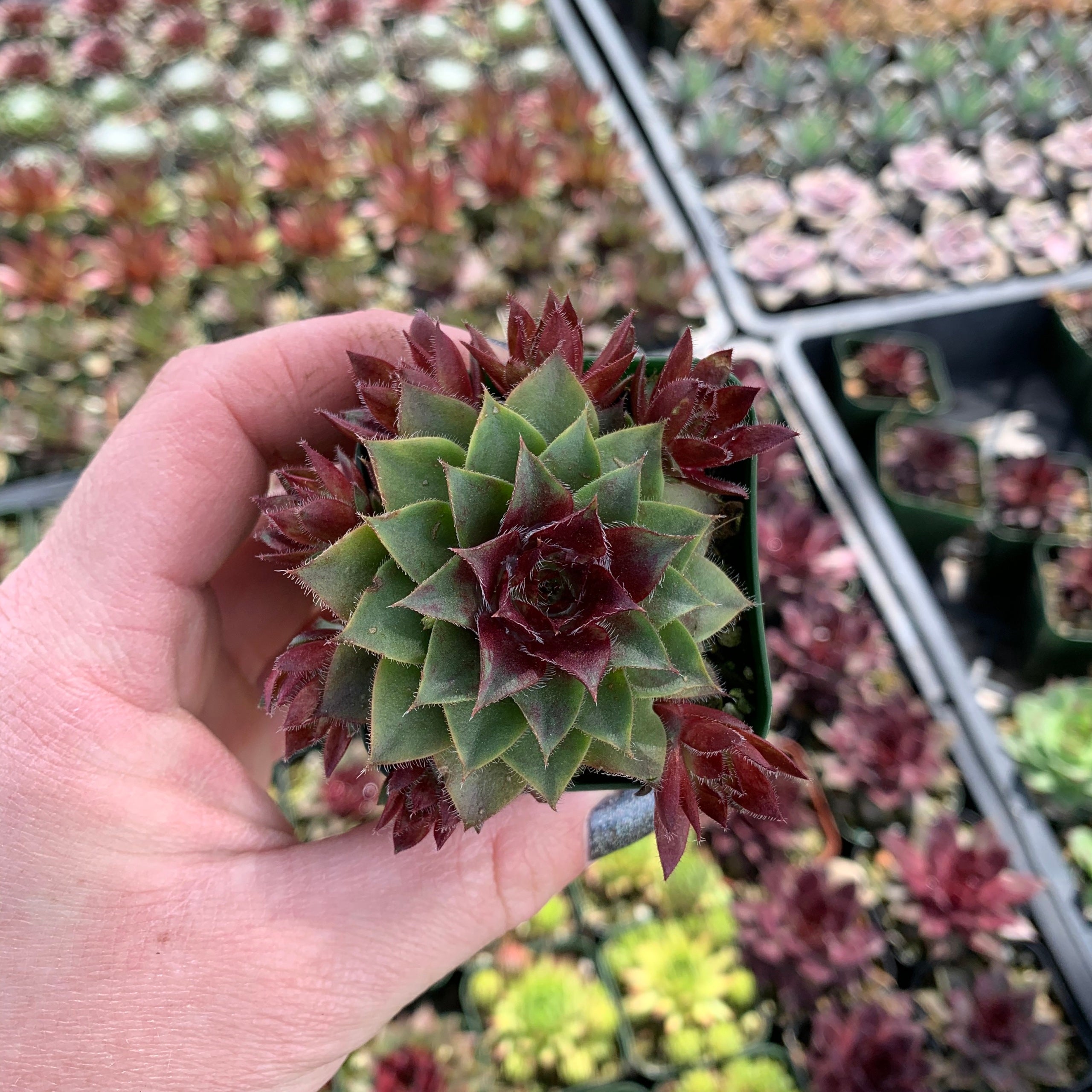 Sempervivum | Star Succulent Nursery