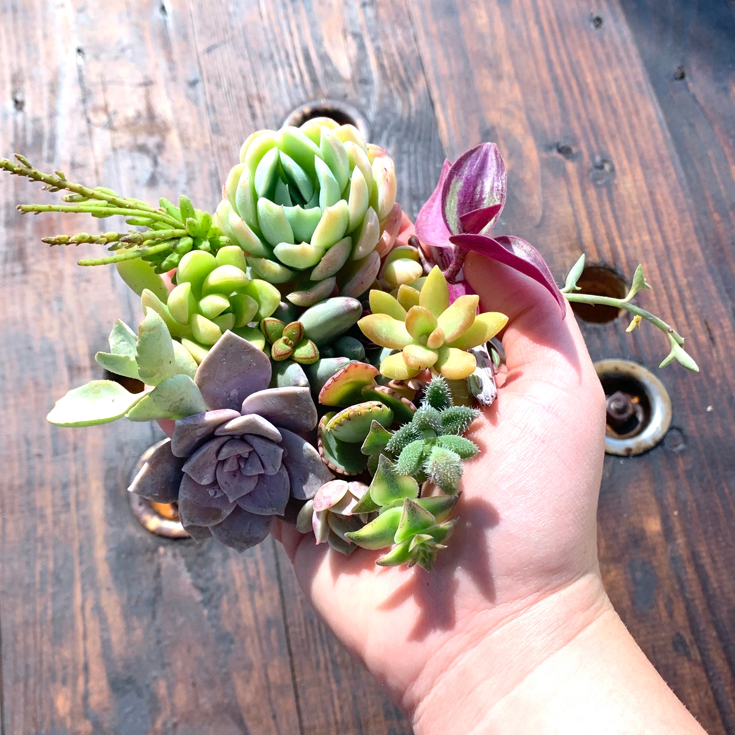 Cutting | Star Succulent Nursery