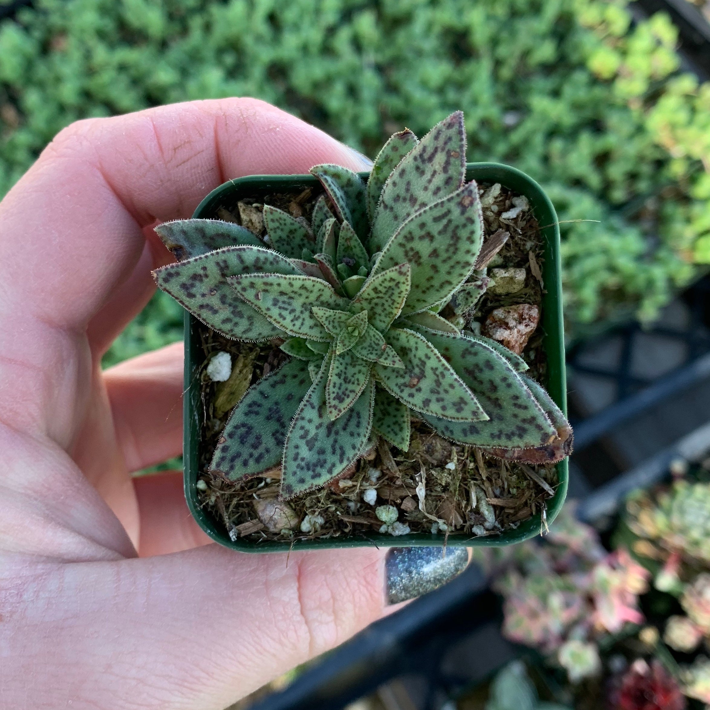 Crassula Picturata | Star Succulent Nursery