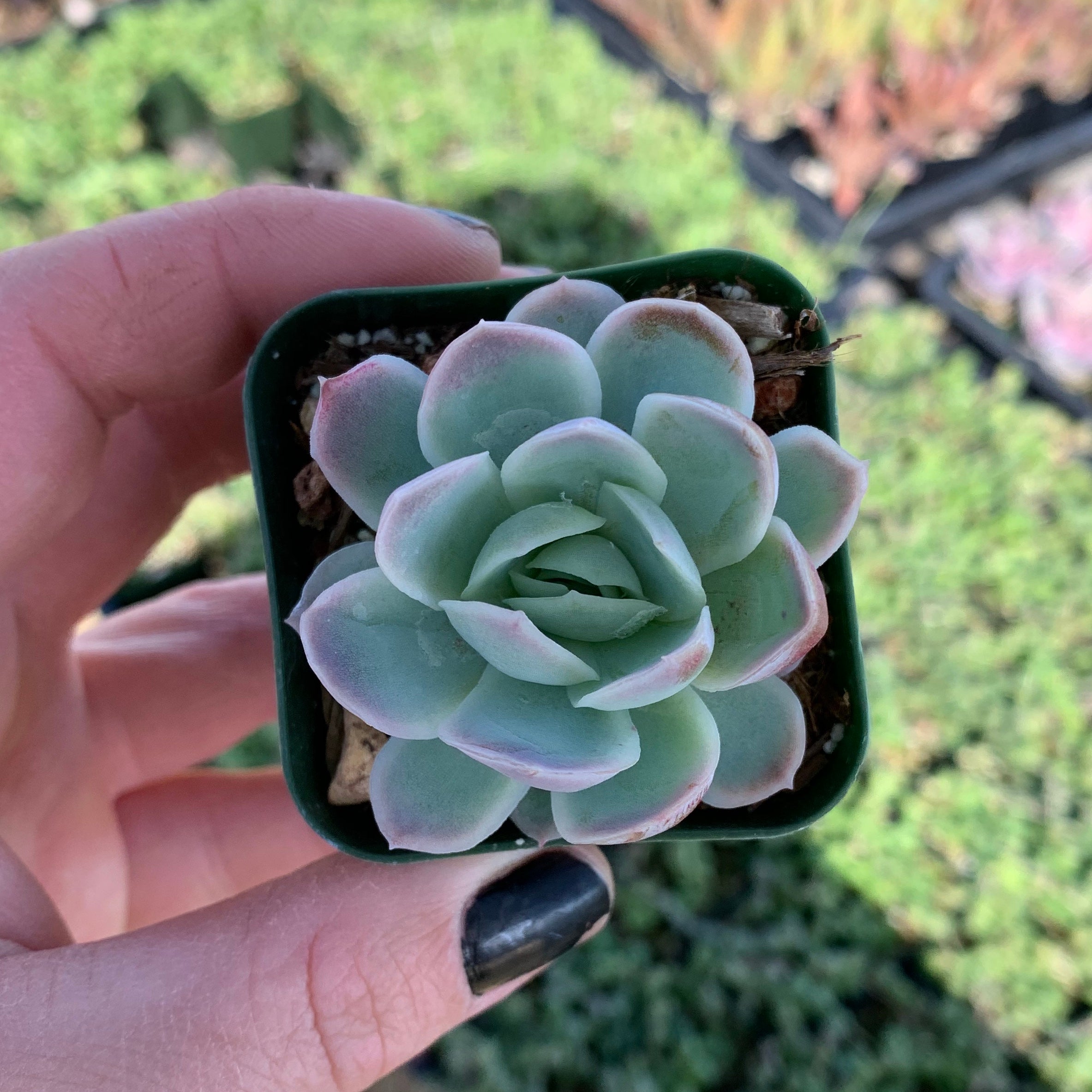 Echeveria Elegans | Star Succulent Nursery