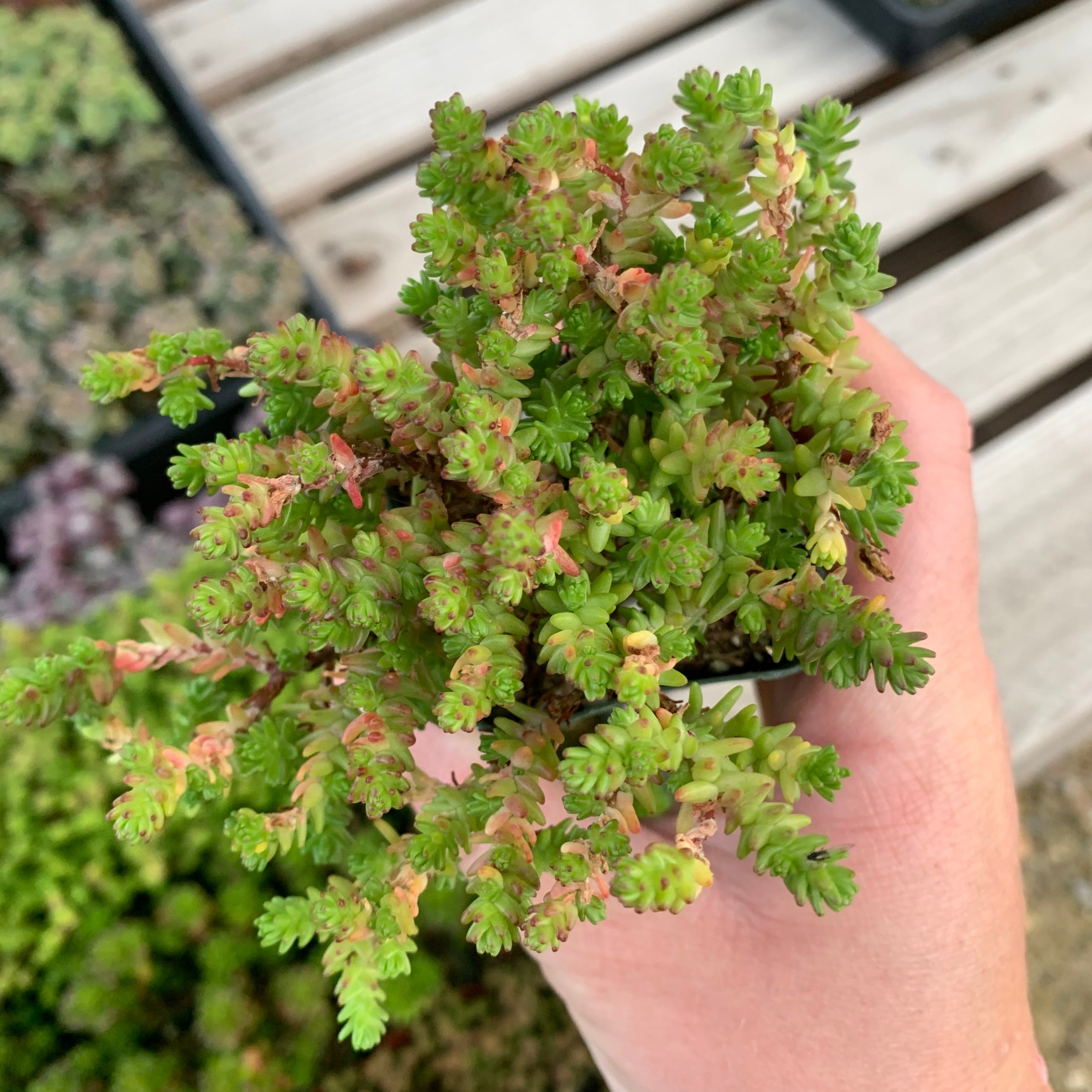 Succulent Ground Cover | Star Succulent Nursery