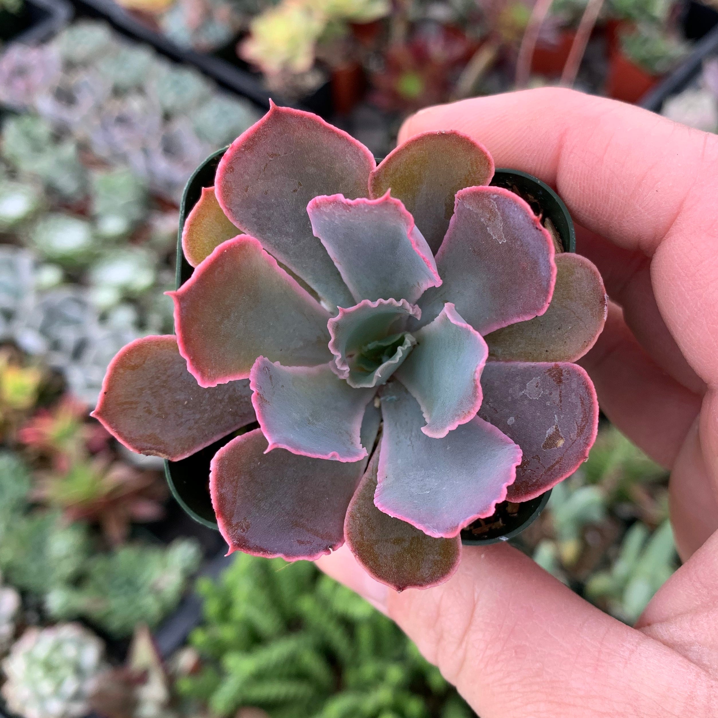 Echeveria Neon Breaker | Star Succulent Nursery