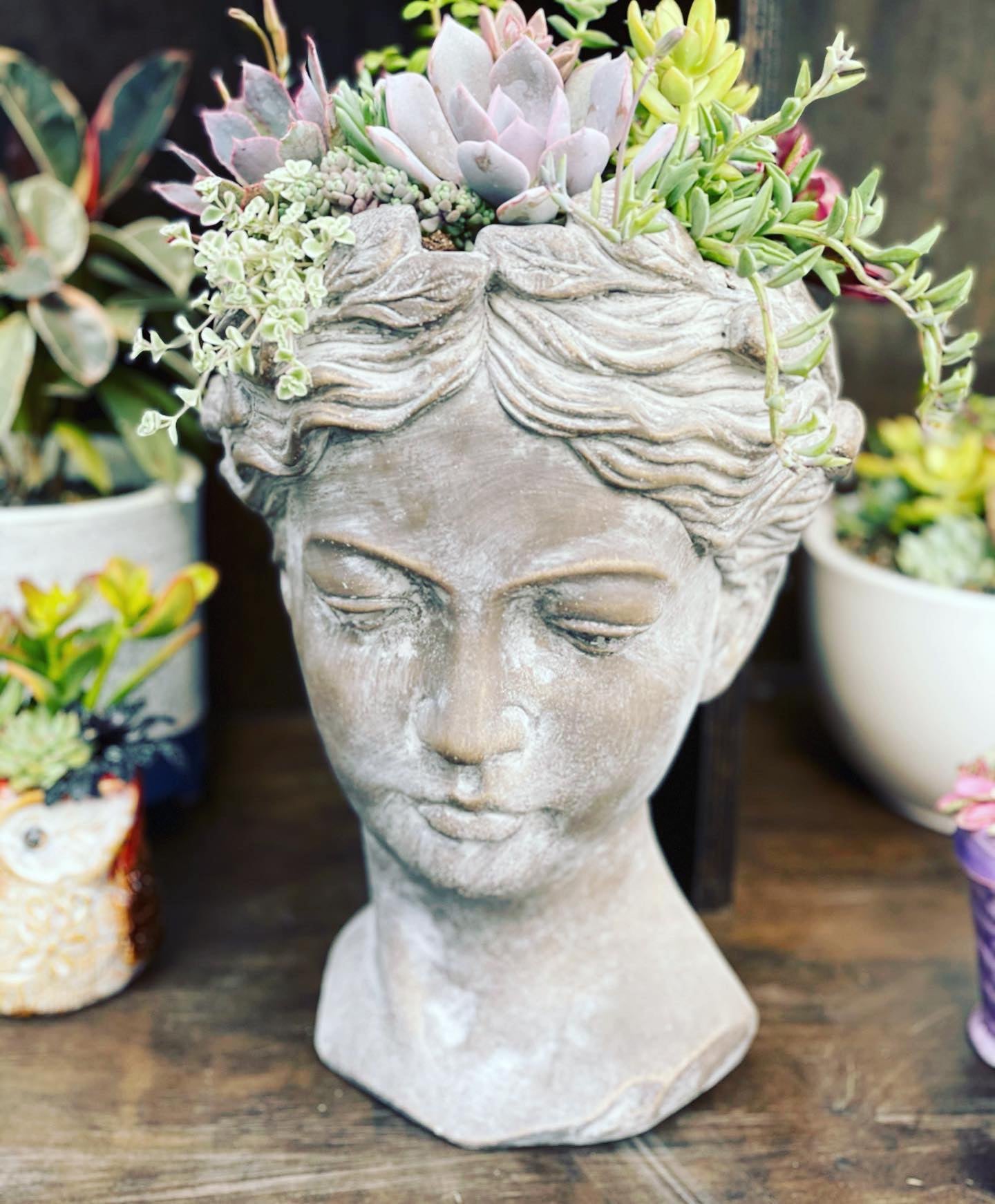 Goddess Head | Star Succulent Nursery