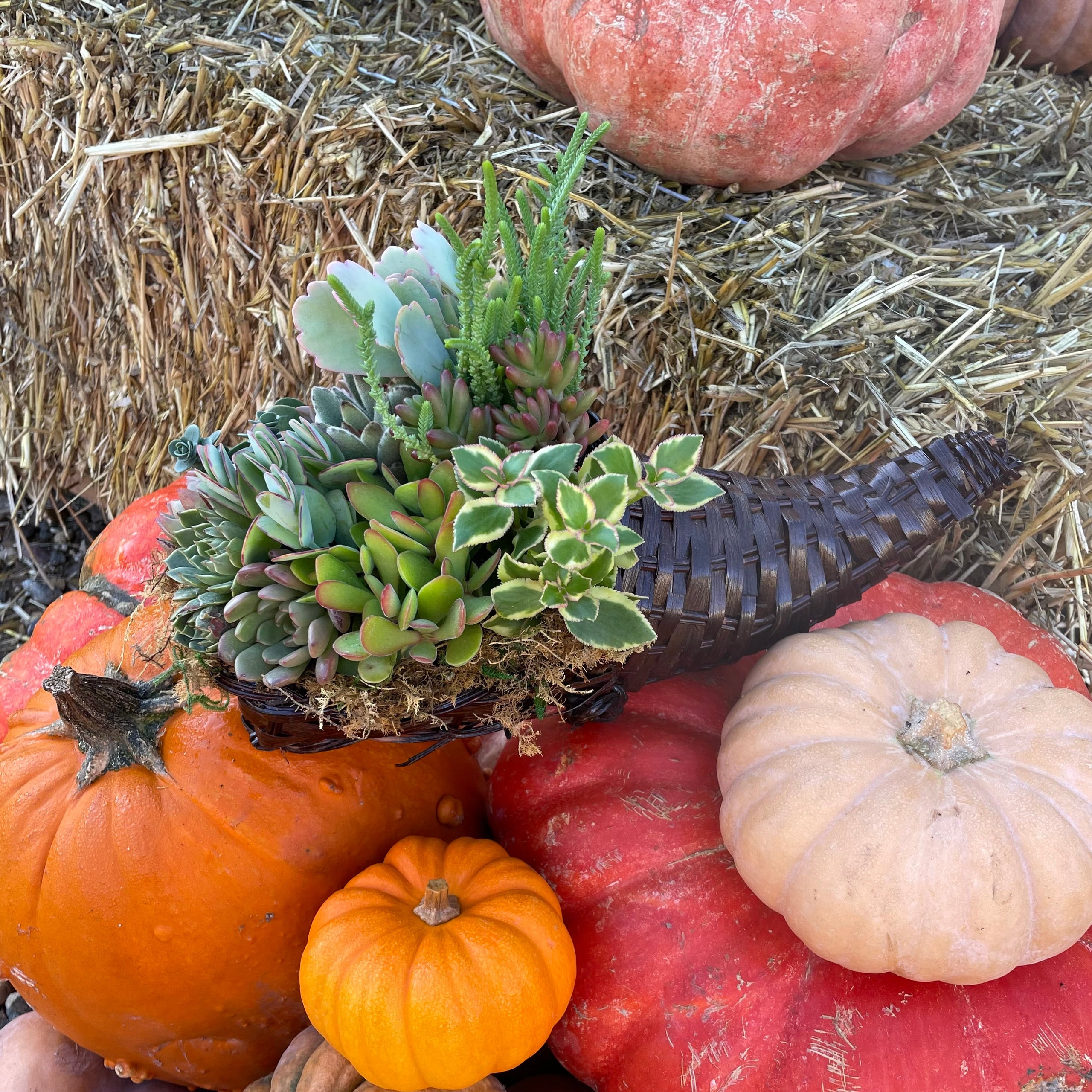 Cornucopia | Star Succulent Nursery