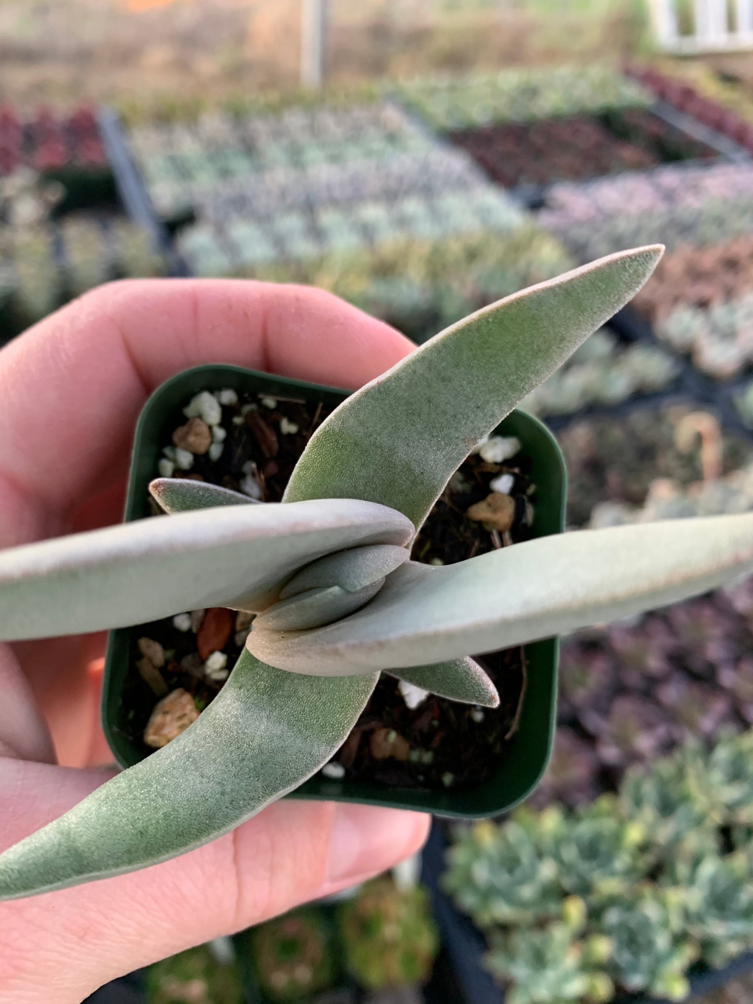 Crassula falcata | Star Succulent Nursery