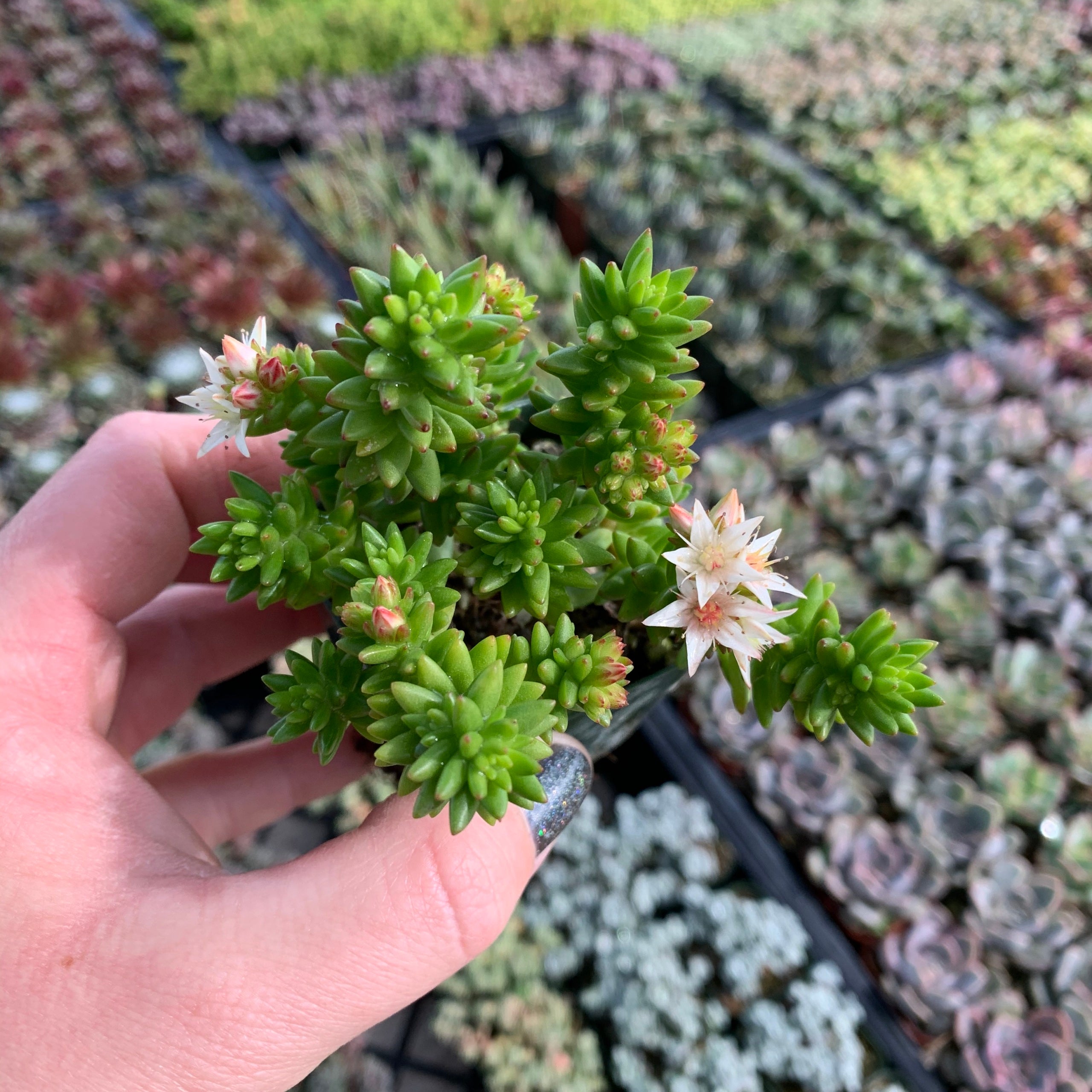Sedum Stonecrop | Star Succulent Nursery